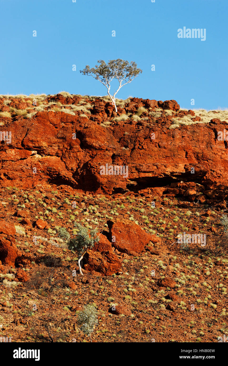 Eucalyptus gum tree growing on rocky hillside in Australian outback ...