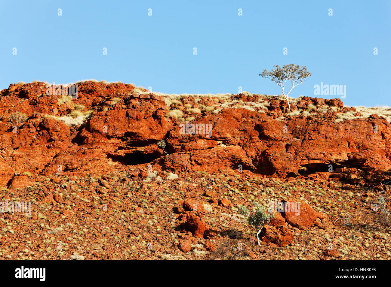 Eucalyptus gum tree growing on rocky hillside in Australian outback ...