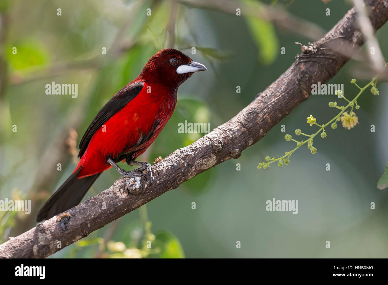 Crimson backed tanager colombia hi-res stock photography and images - Alamy
