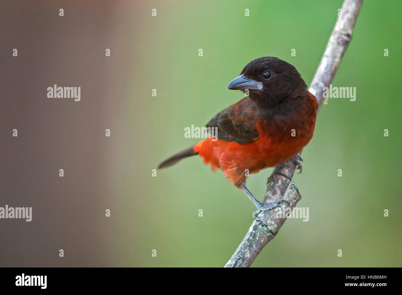 Crimson backed tanager colombia hi-res stock photography and images - Alamy