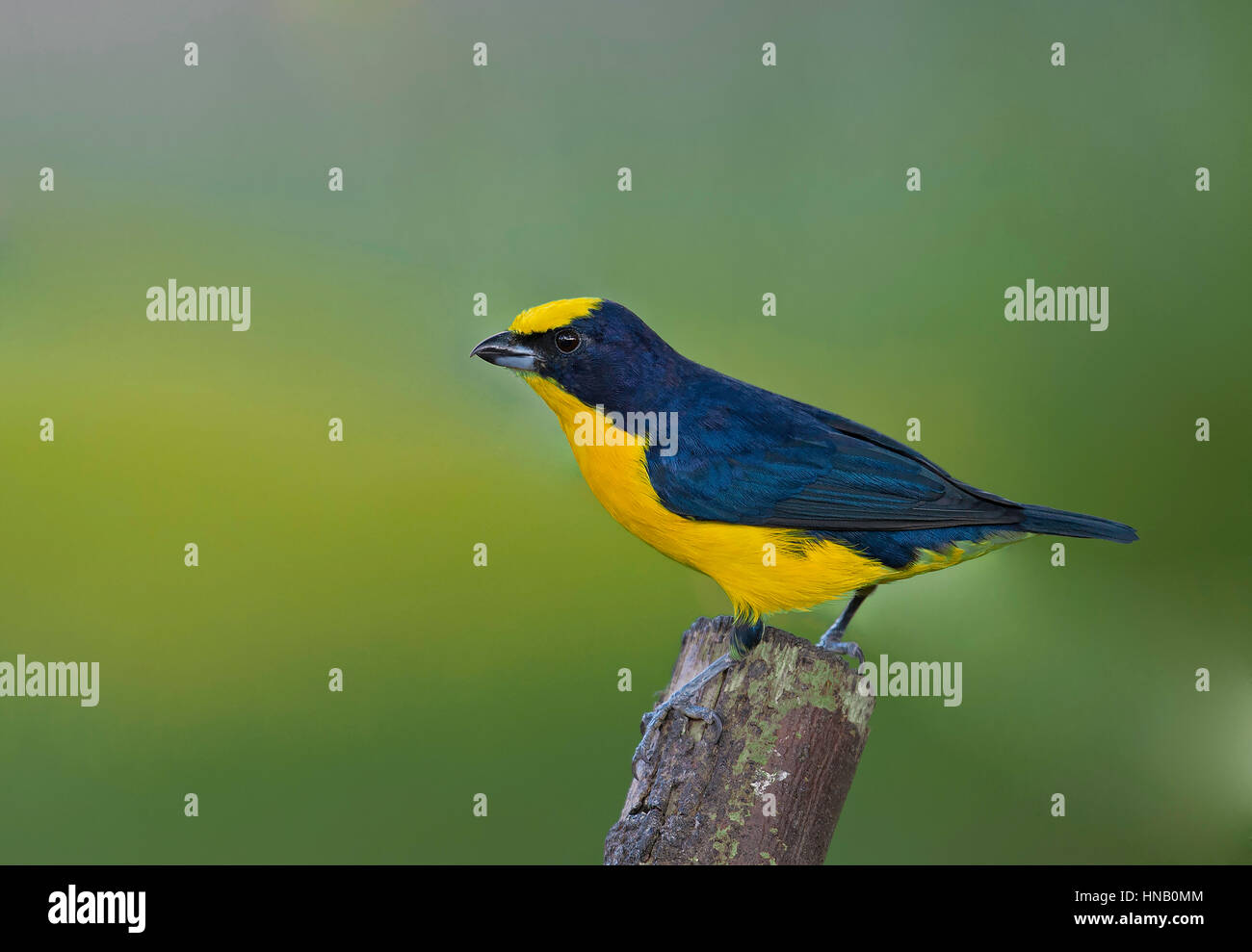 Thick-billed Euphonia (Euphonia laniirostris), Cali, Valle del Cauca ... Thick-billed Euphonia (Euphonia laniirostris), Cali, Valle del Cauca ...