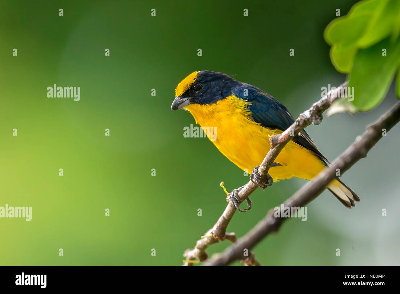 Thick-billed Euphonia (Euphonia laniirostris), Cali, Valle del Cauca ... Thick-billed Euphonia (Euphonia laniirostris), Cali, Valle del Cauca ...