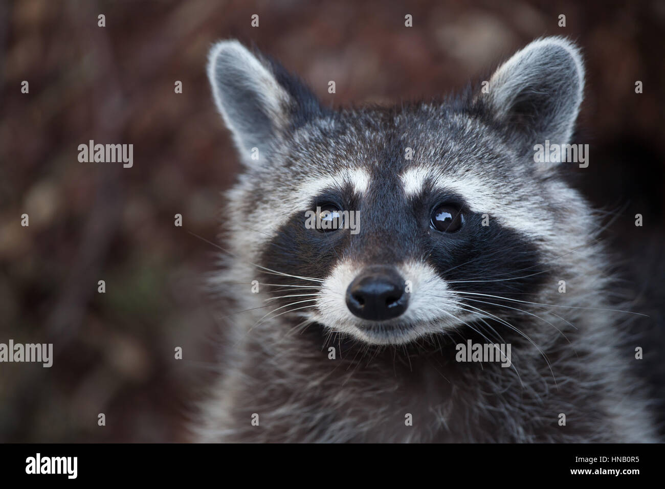Raccoon (Procyon lotor), also known as the North American raccoon Stock ...