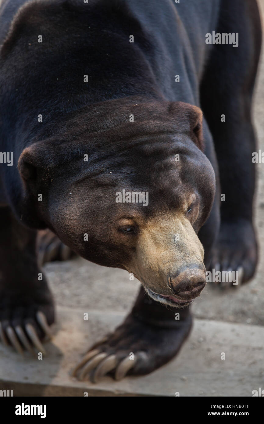 Malayan sun bear hi-res stock photography and images - Alamy