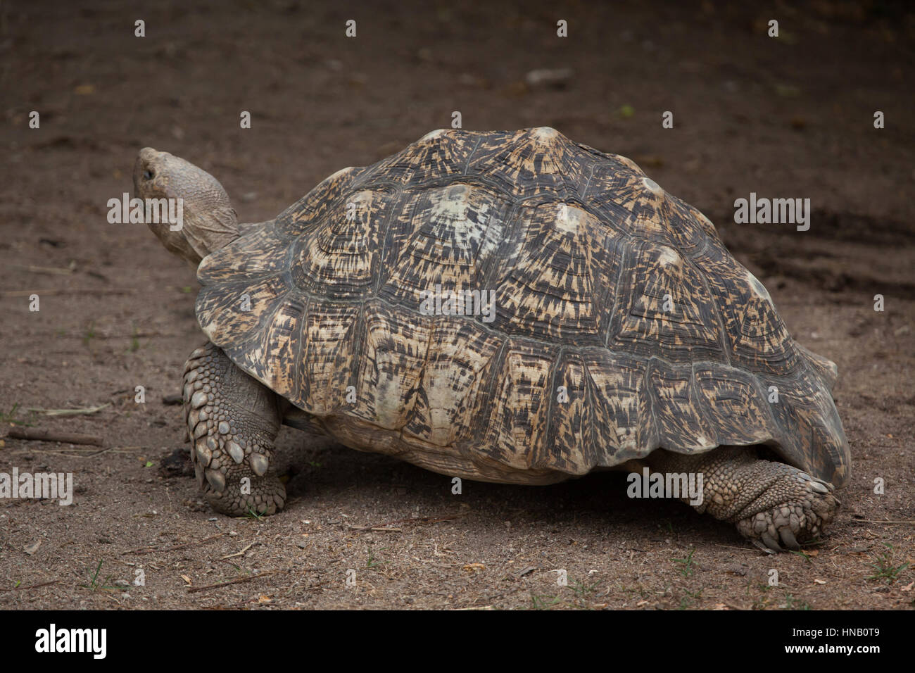 Leopard tortoise (Stigmochelys pardalis). Wildlife animal Stock Photo ...