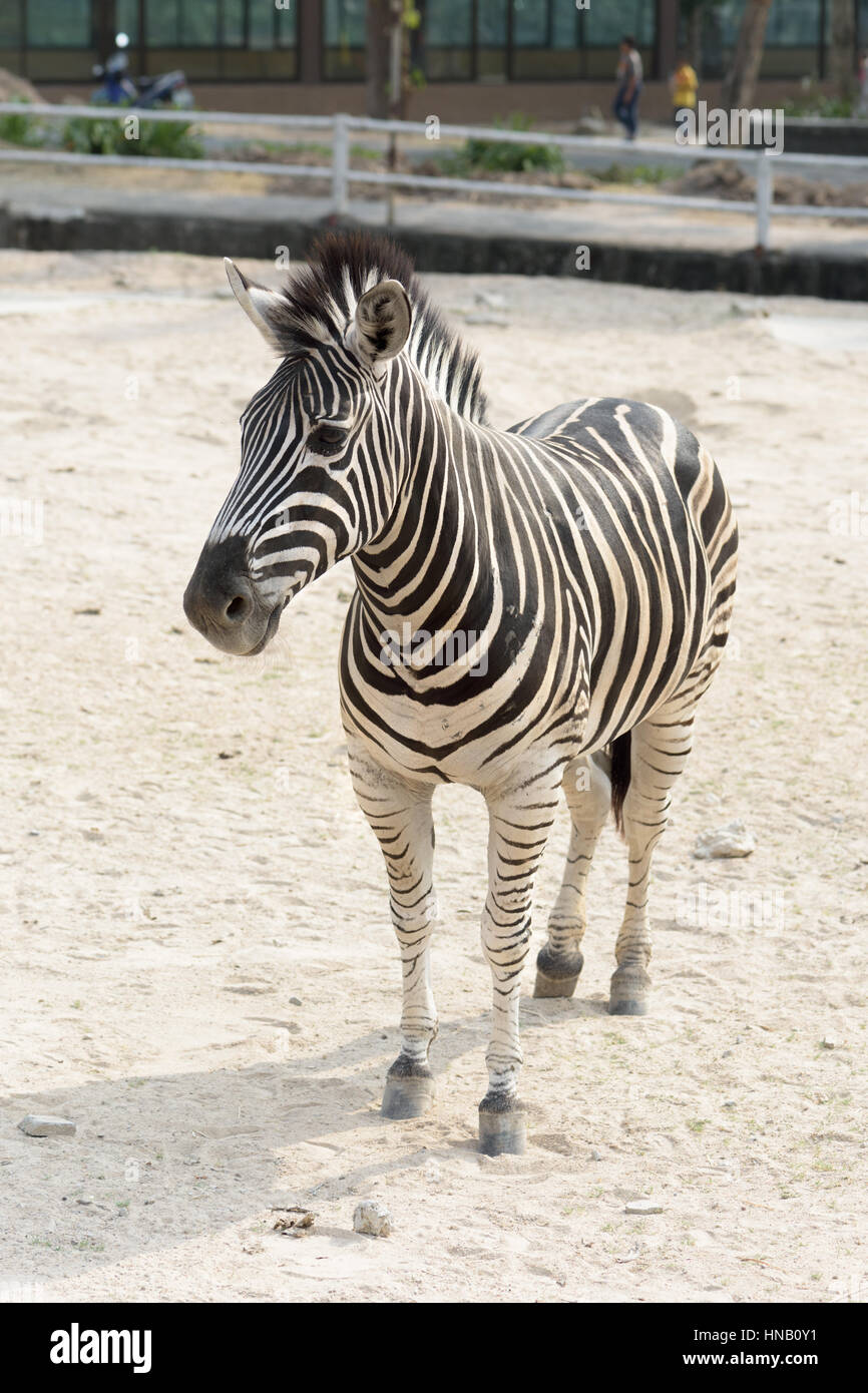 zebra in the open zoo Stock Photo - Alamy