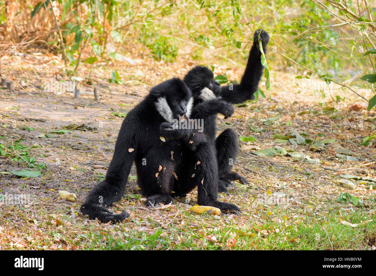 Gibbons brown hi-res stock photography and images - Alamy