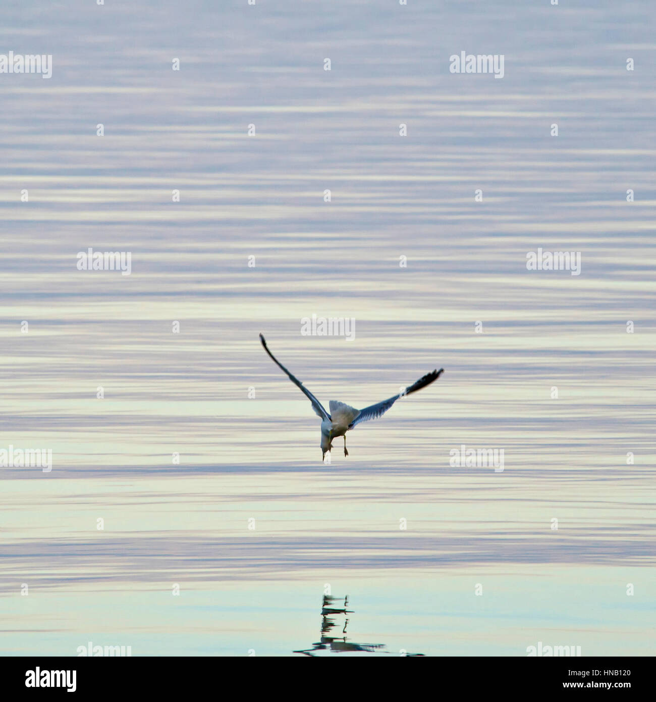Seagull reflection on a lake water surface Stock Photo - Alamy