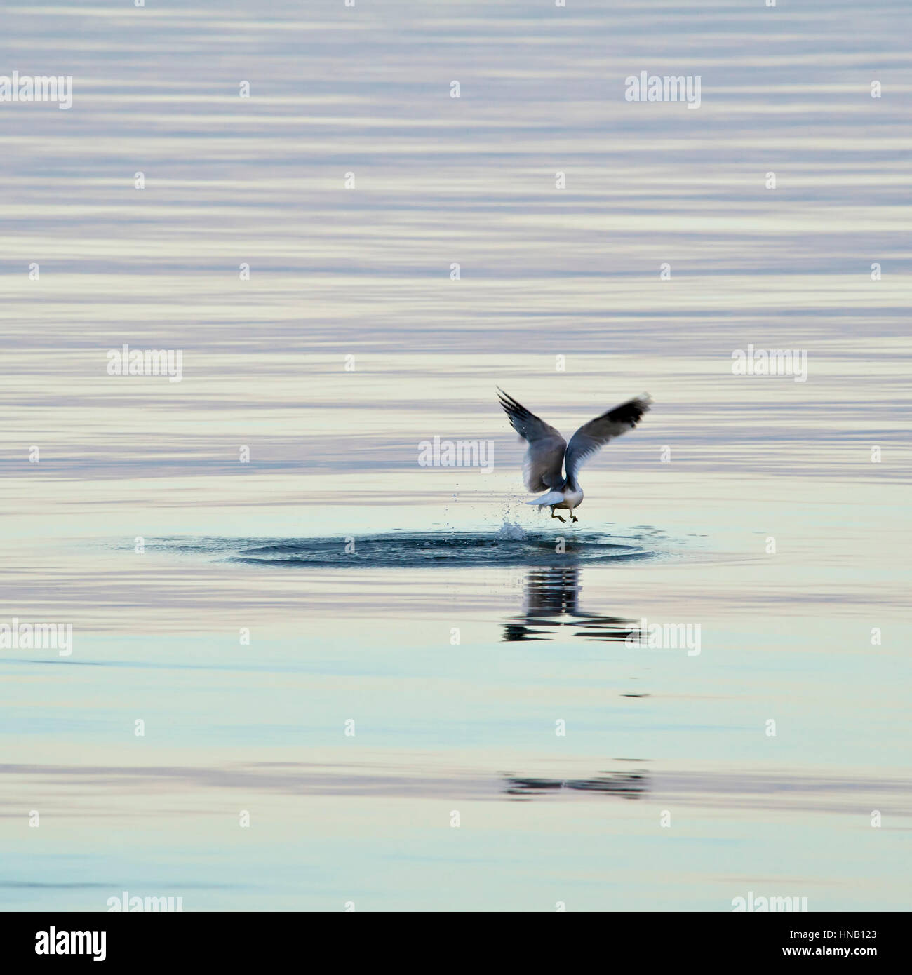 Seagull reflection on a lake water surface Stock Photo - Alamy