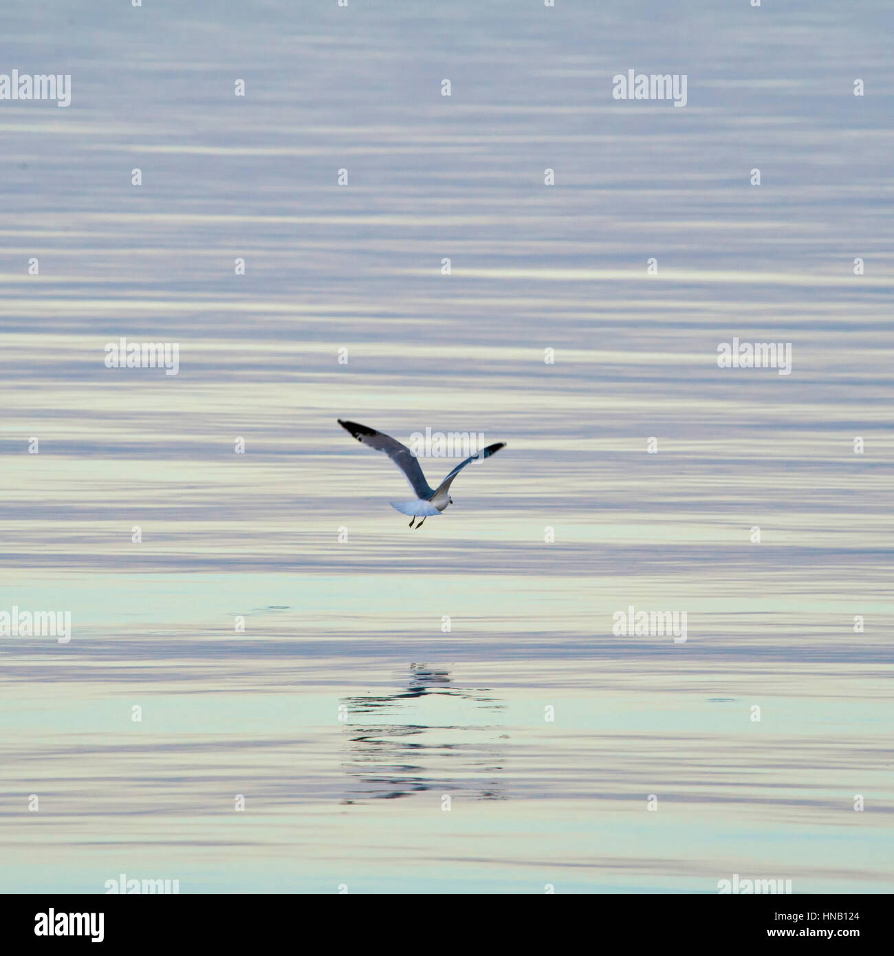 Seagull reflection on a lake water surface Stock Photo - Alamy