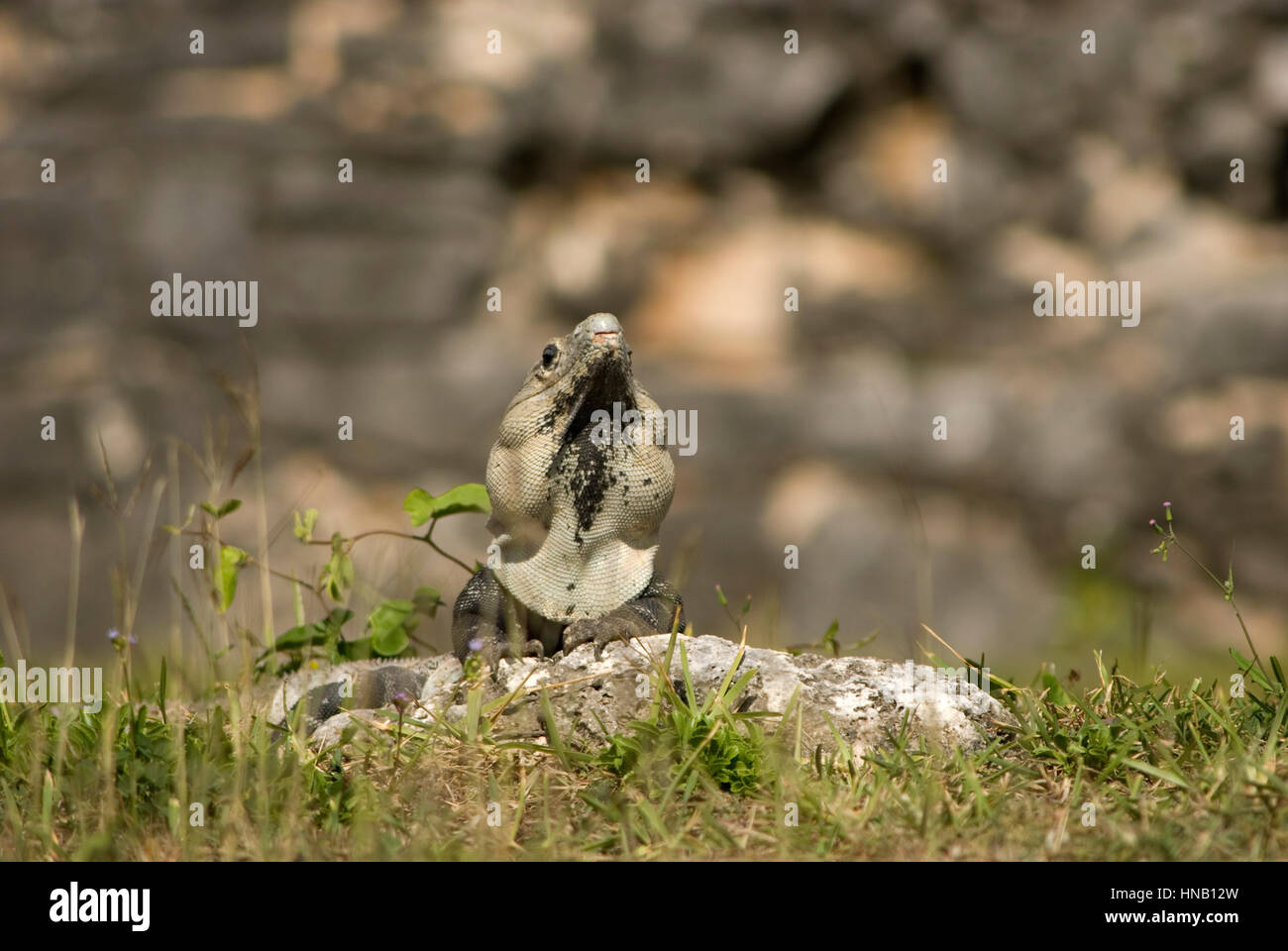 Iguana at Mayan ruins of Tulum, Mexico Stock Photo - Alamy