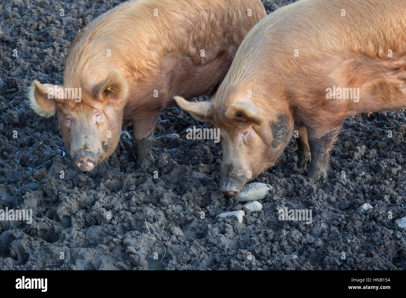 Tamworth pigs hi-res stock photography and images - Alamy