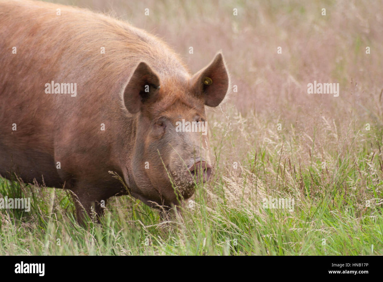 Tamworth pig hi-res stock photography and images - Alamy