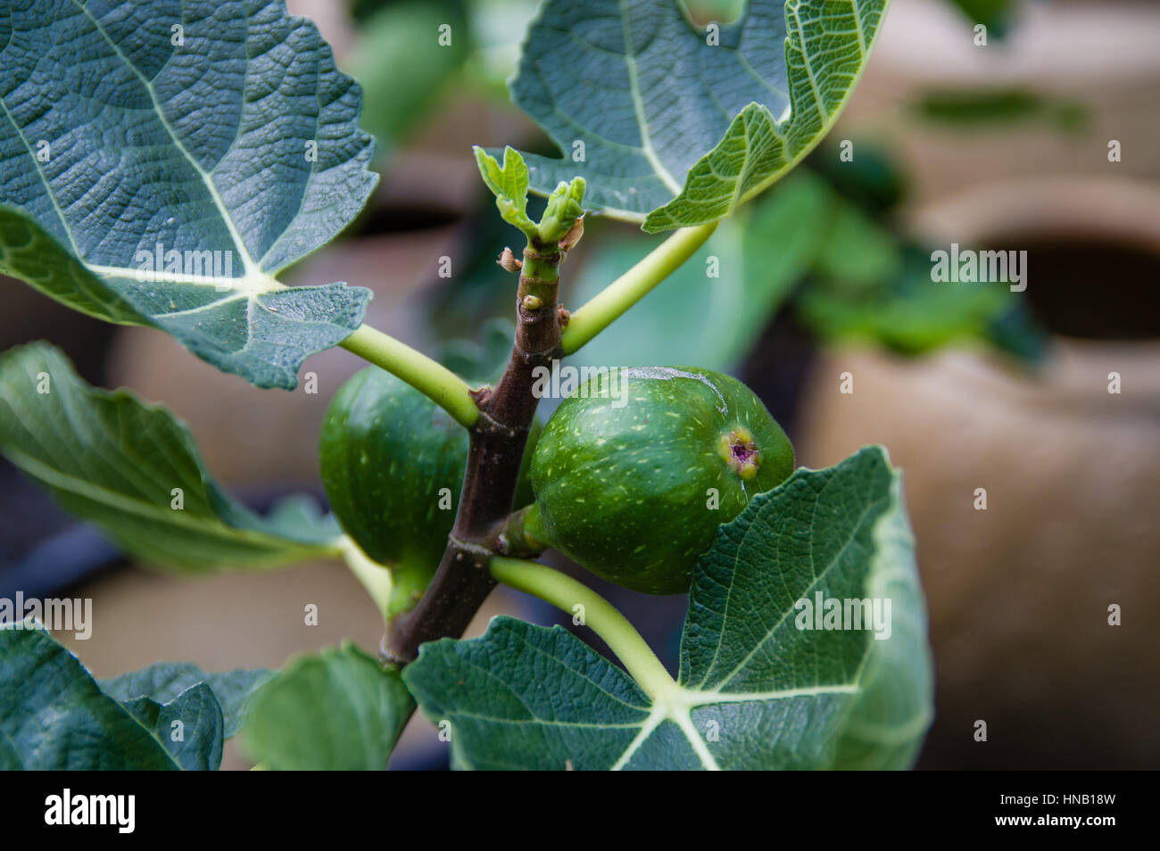 Fig bush High Resolution Stock Photography and Images - Alamy