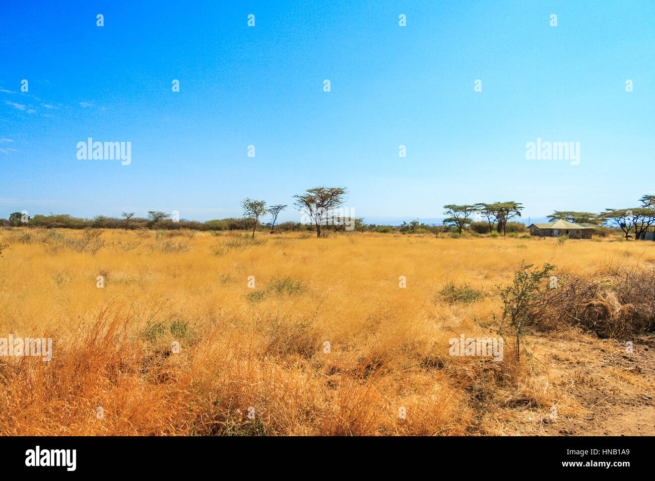 A view of african savannah Stock Photo - Alamy