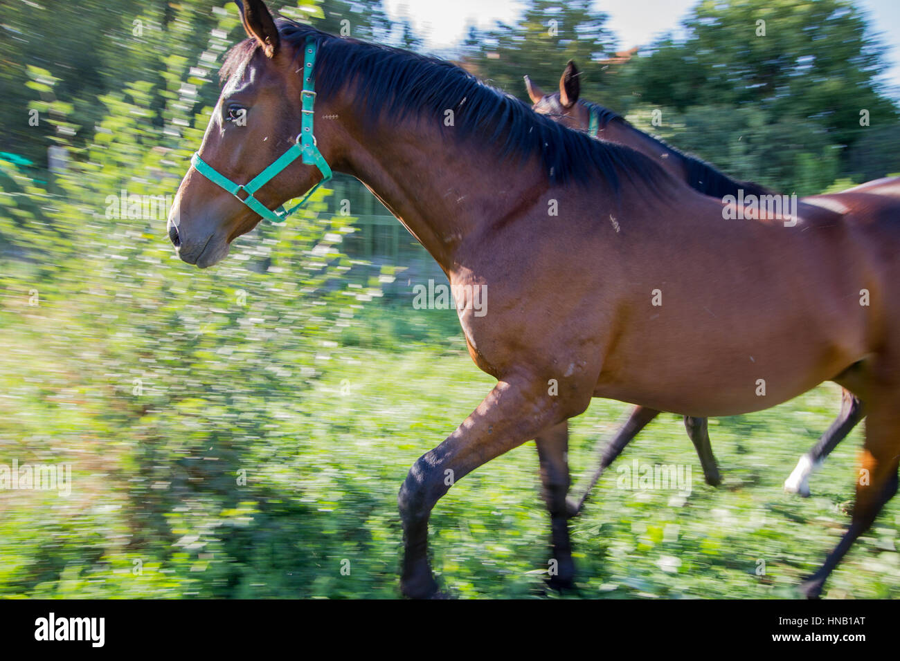 A running horse in motion Stock Photo - Alamy