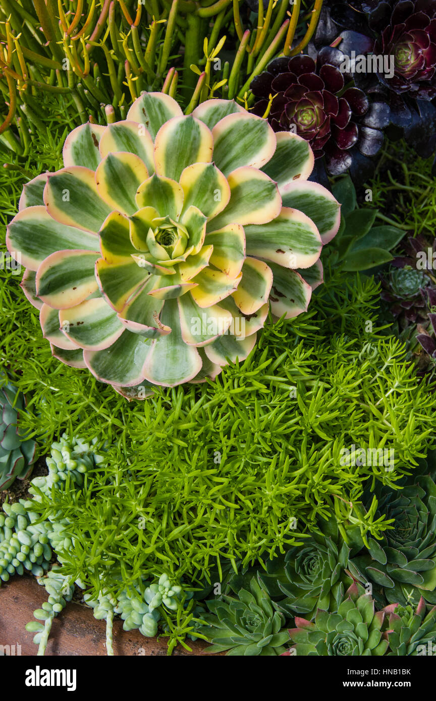 Sedum plants grown in containers Stock Photo - Alamy