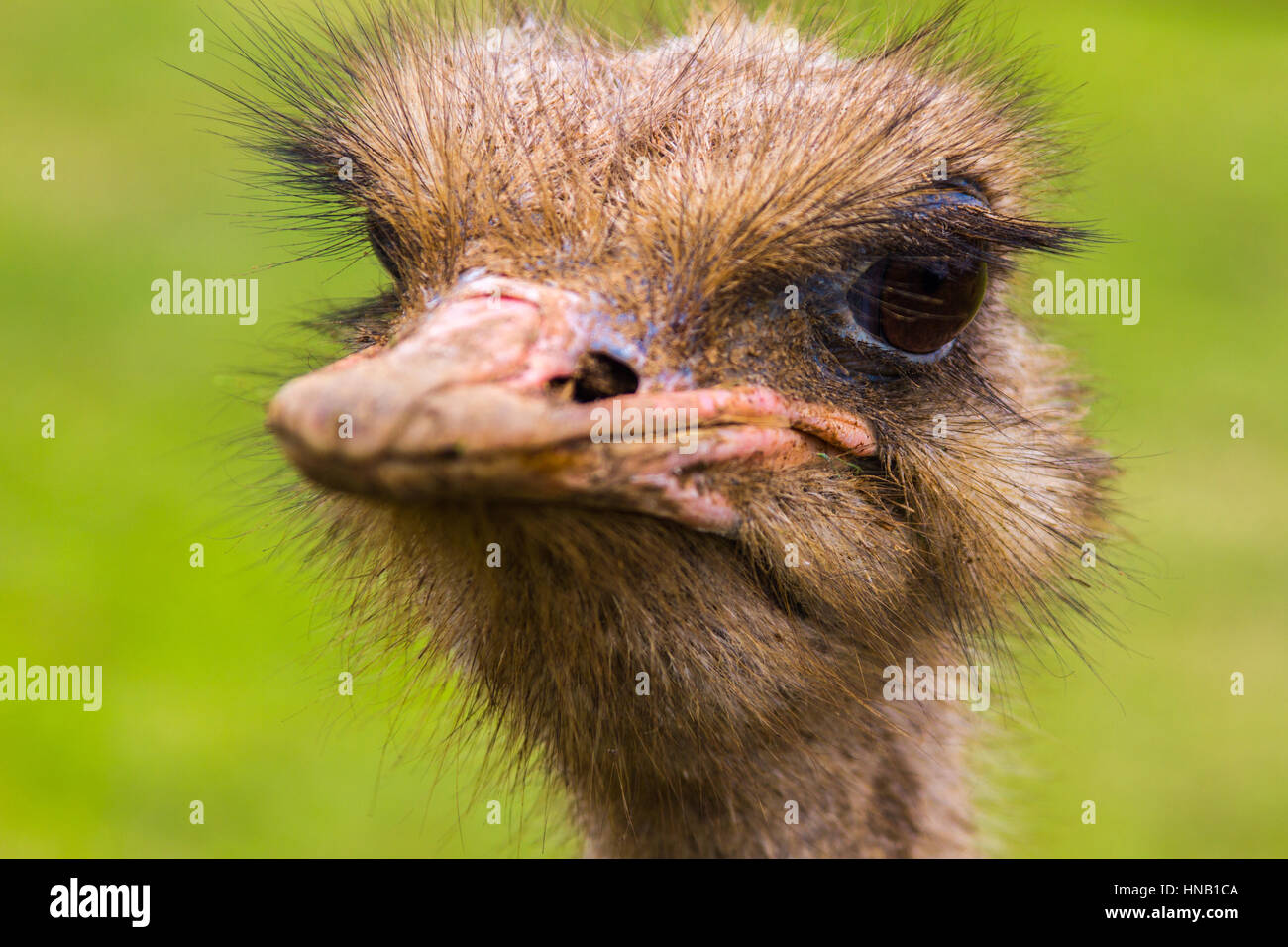 Ostrich eyes hi-res stock photography and images - Alamy