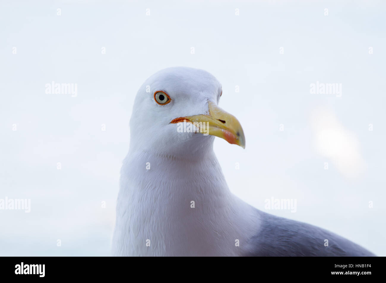 Seagull beak open hi-res stock photography and images - Alamy