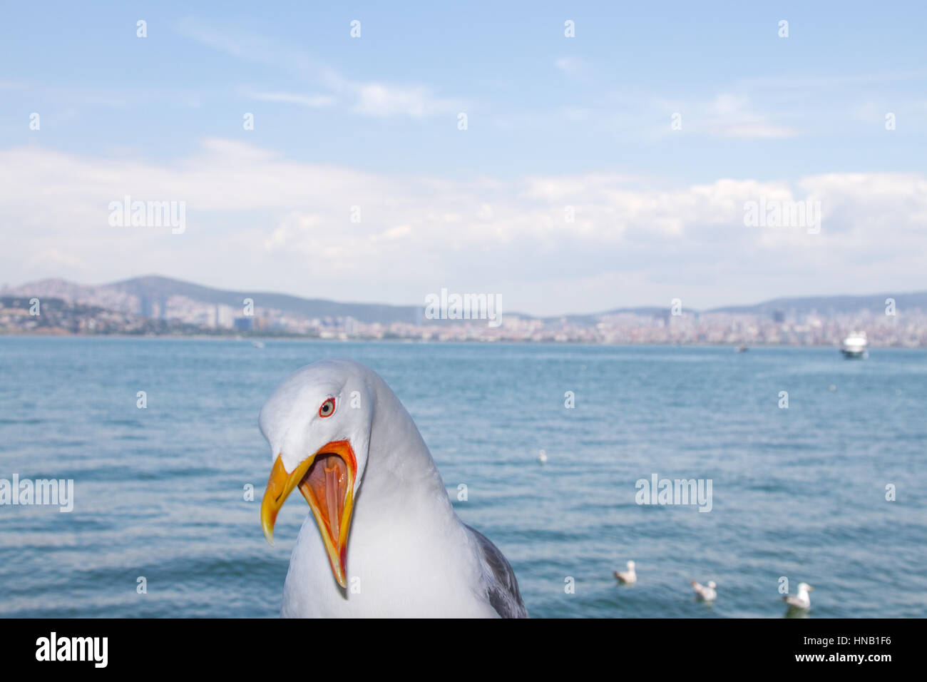 Portrait of a crying seagull in front of the Istanbul. City buildings ...