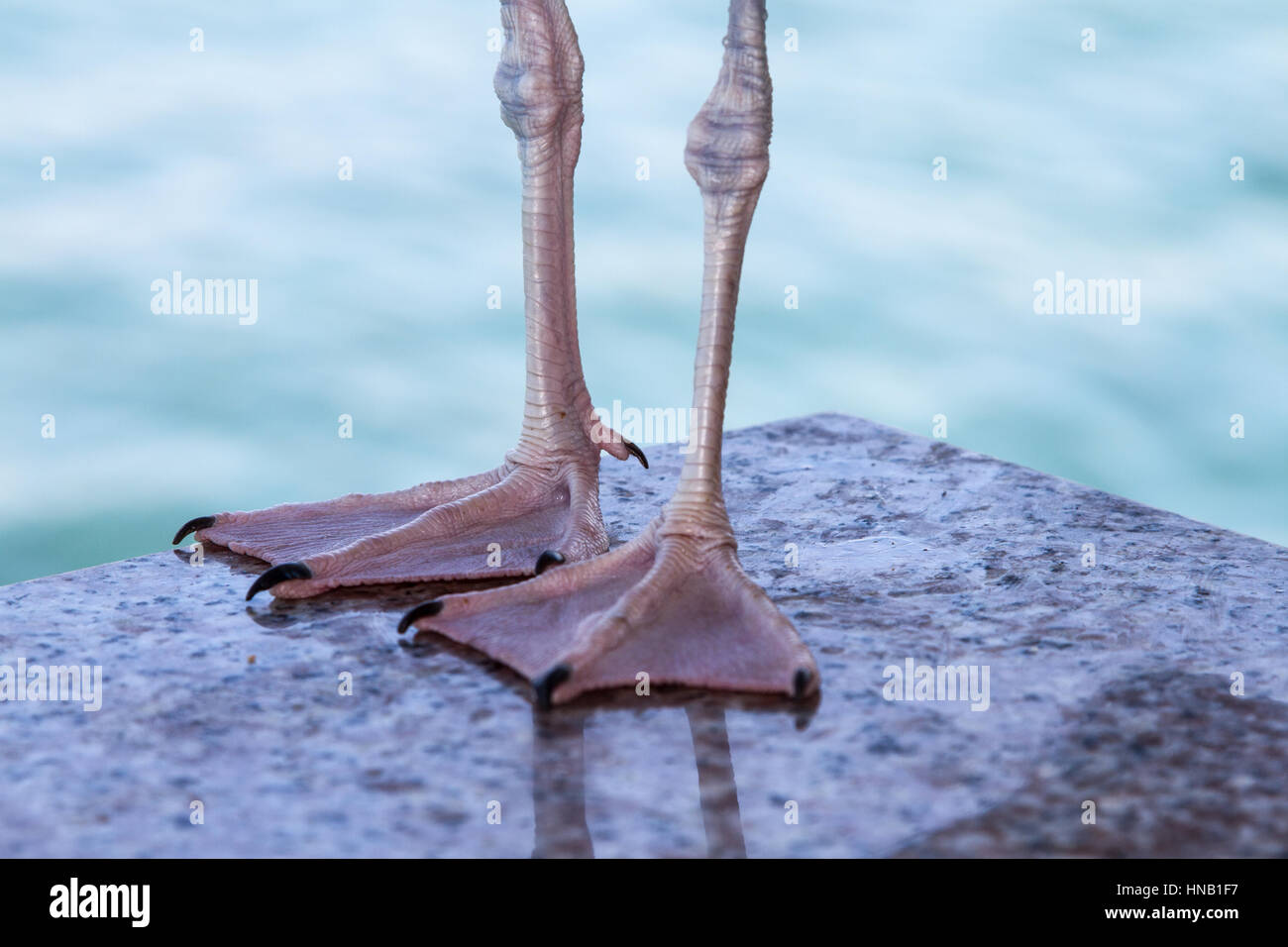 Photo of a feet of a seagull in Istanbul. Only feet and some part of ...