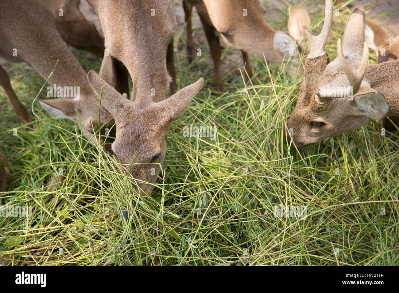 Deer Eating Grass Stock Photos & Deer Eating Grass Stock Images - Alamy