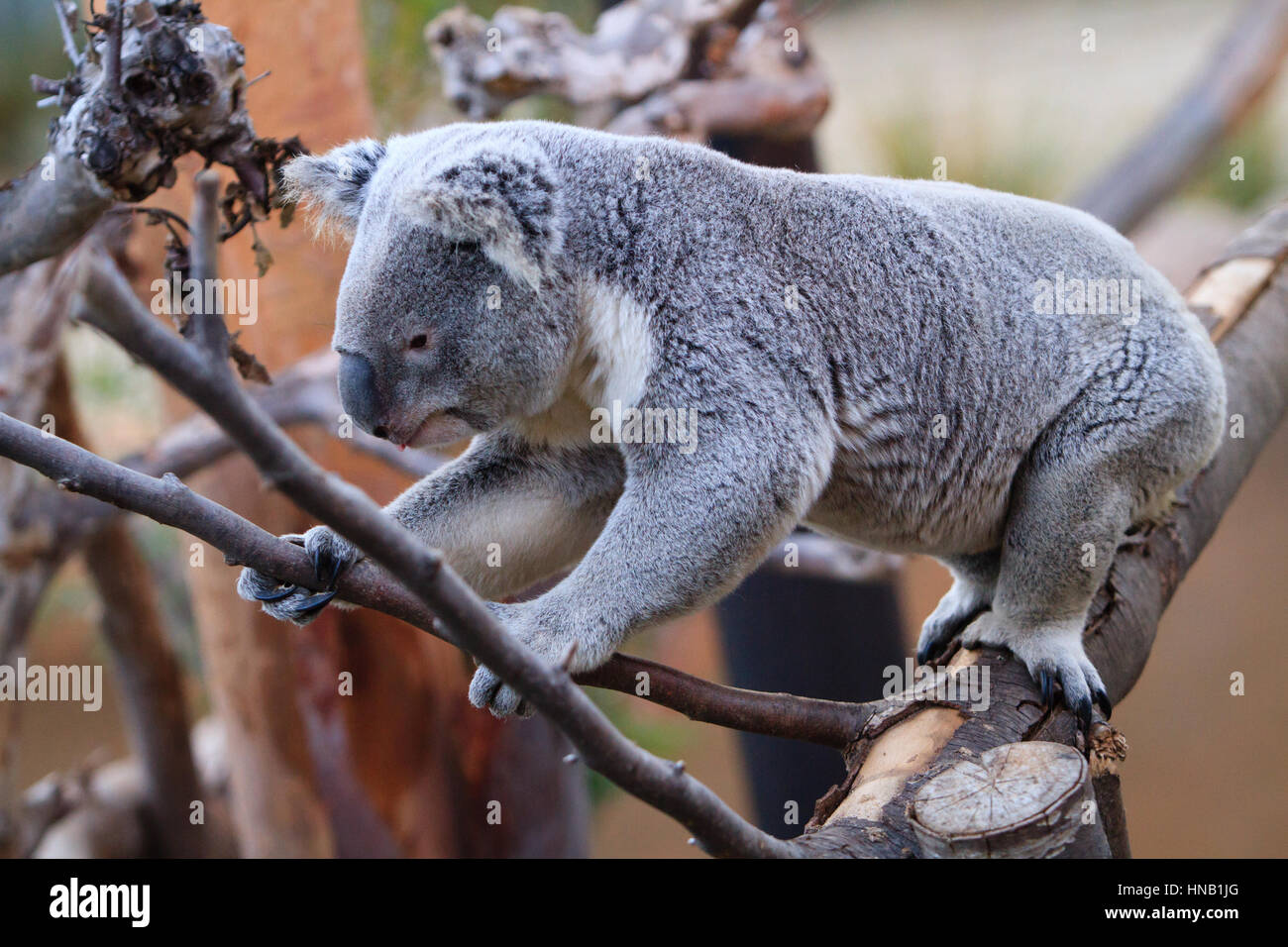 Cute koala bear hi-res stock photography and images - Alamy