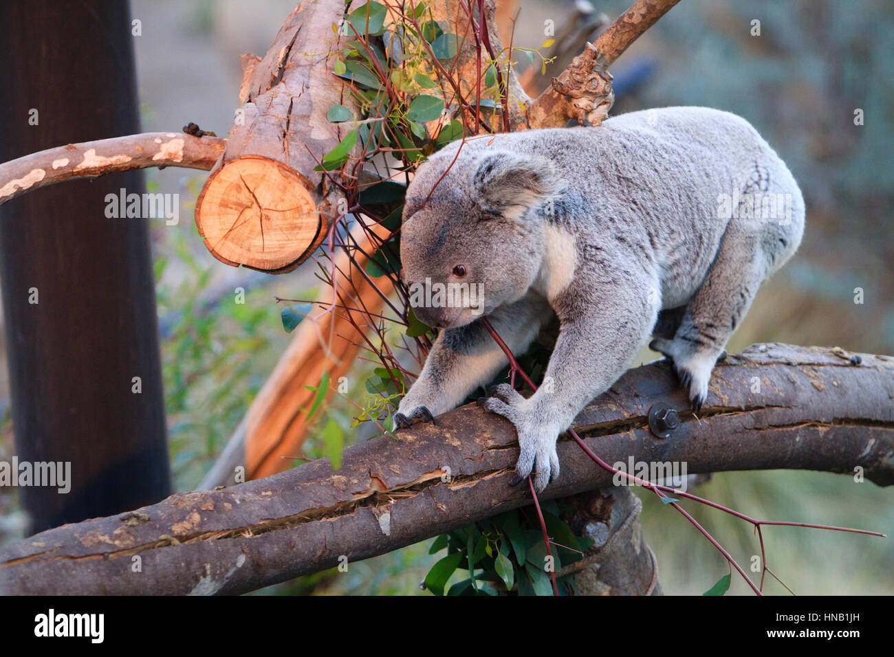 Cute koala bear hi-res stock photography and images - Alamy