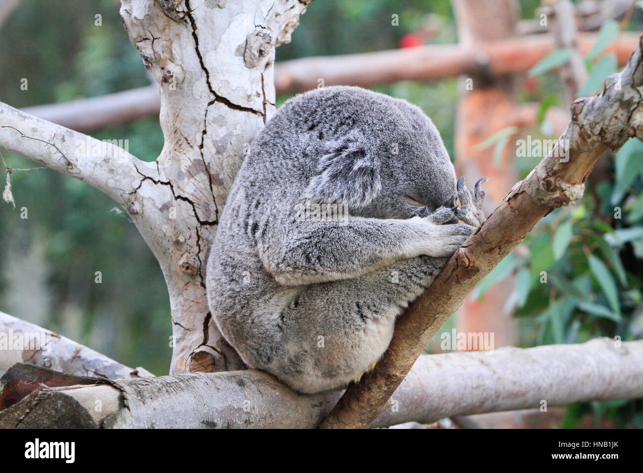Cute koala bear hi-res stock photography and images - Alamy