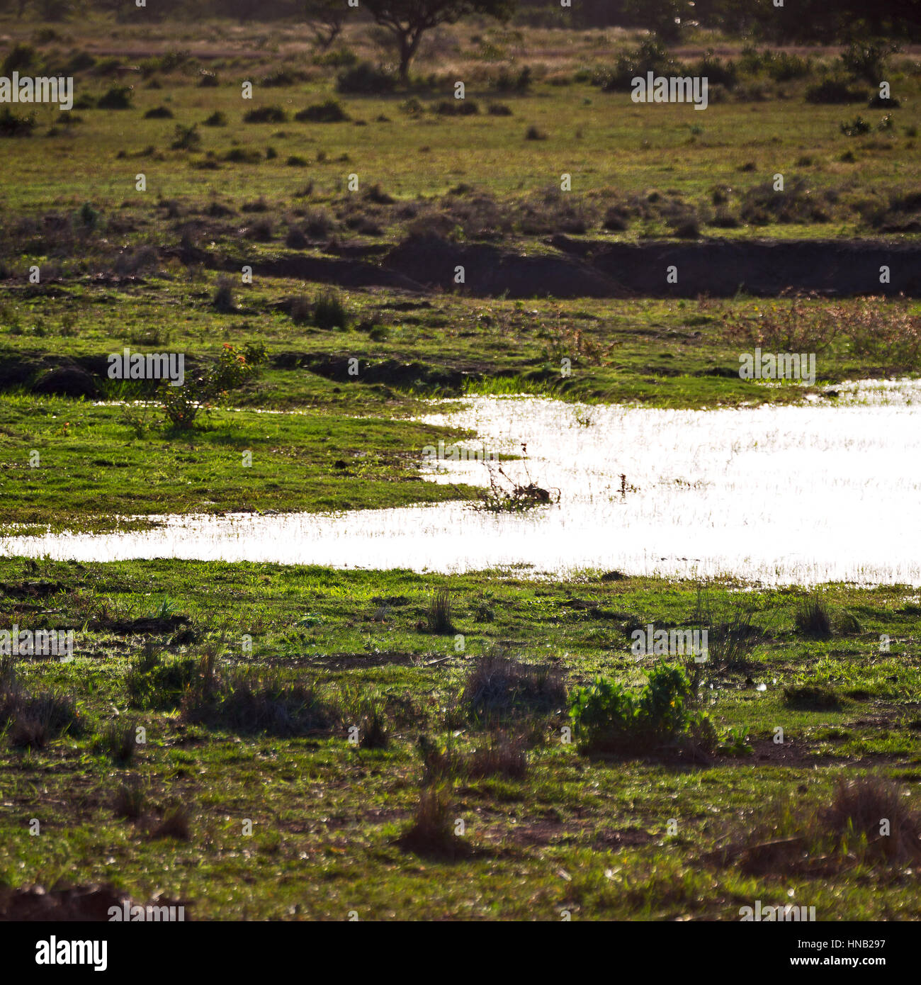 blur in south africa pond lake isimagaliso nature reserve and bush ...