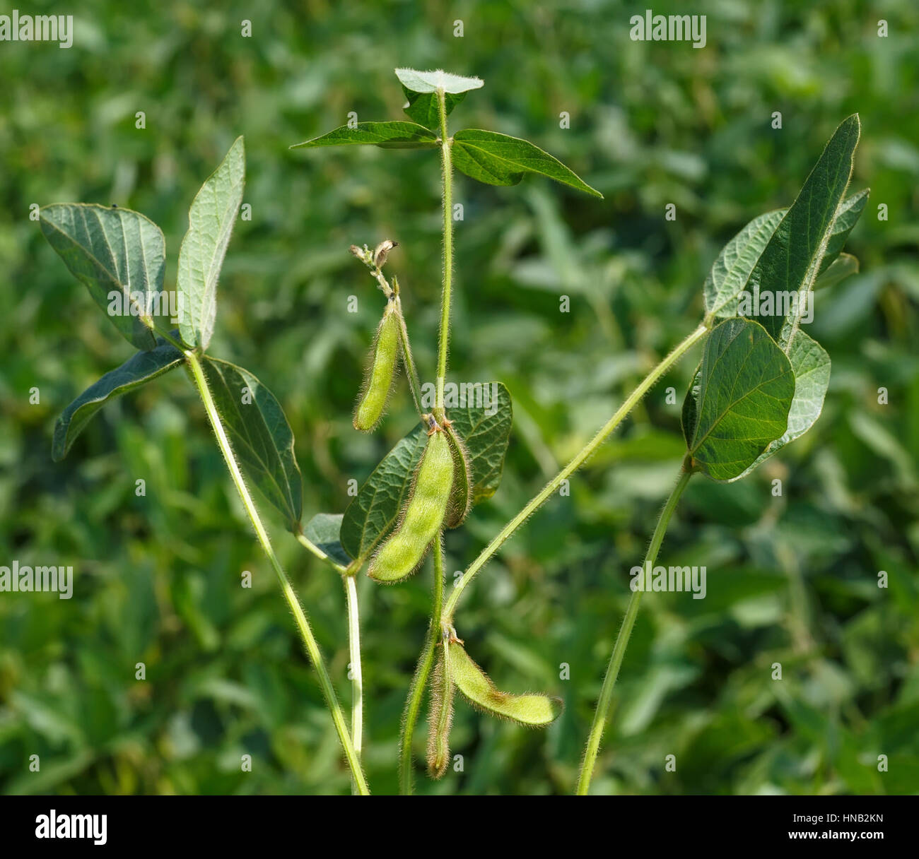 Soybean pod hi-res stock photography and images - Alamy