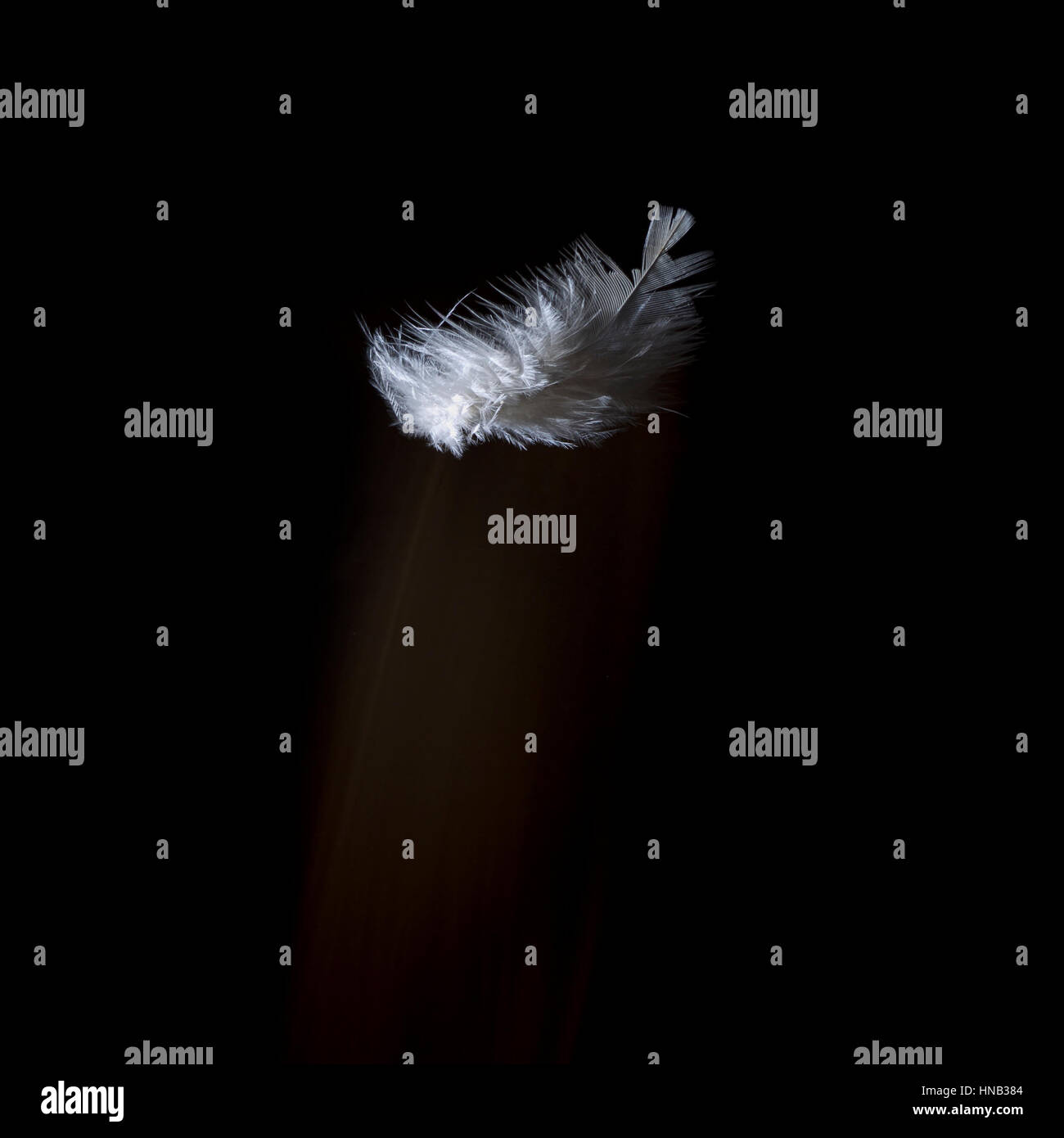 Falling feather caught in flash light on black background Stock Photo ...