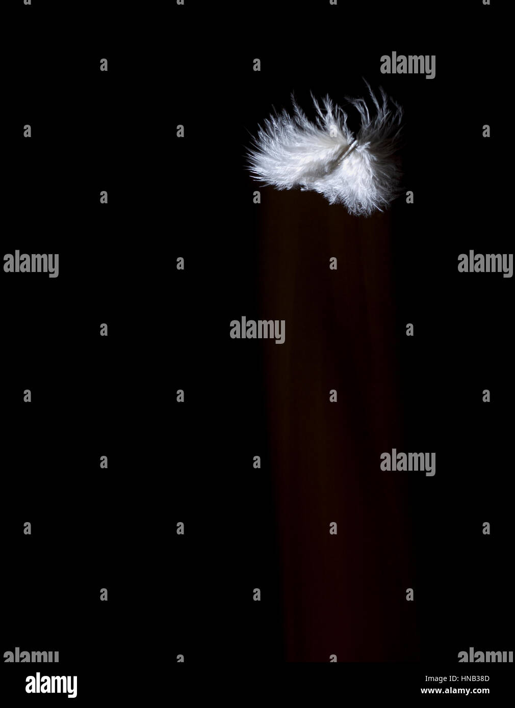 Falling feather caught in flash light on black background Stock Photo ...
