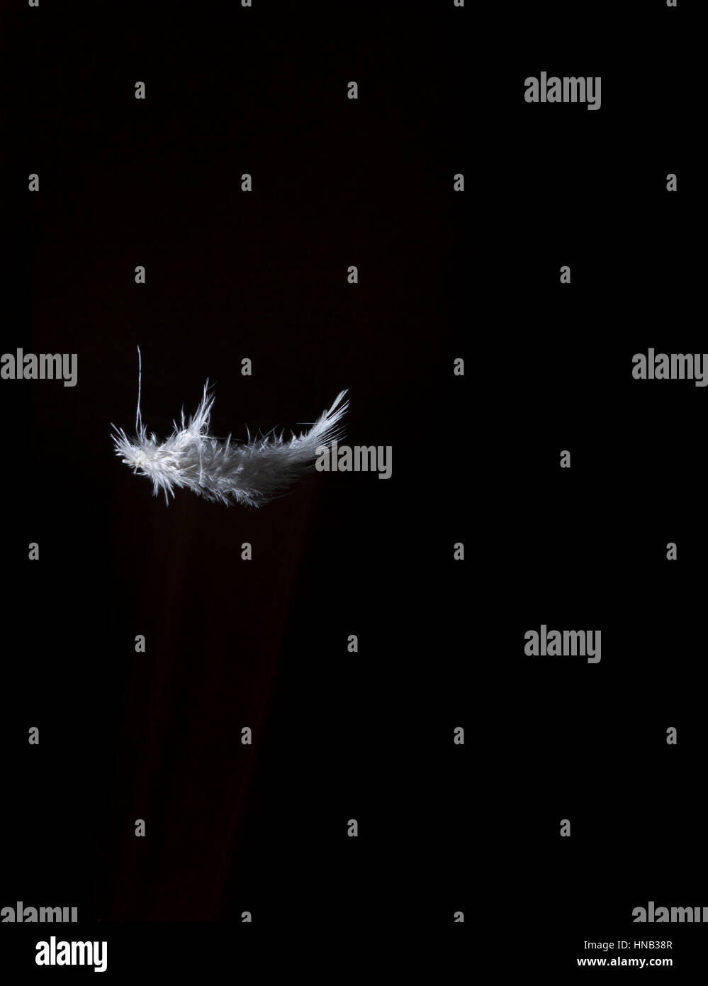 Falling feather caught in flash light on black background Stock Photo ...