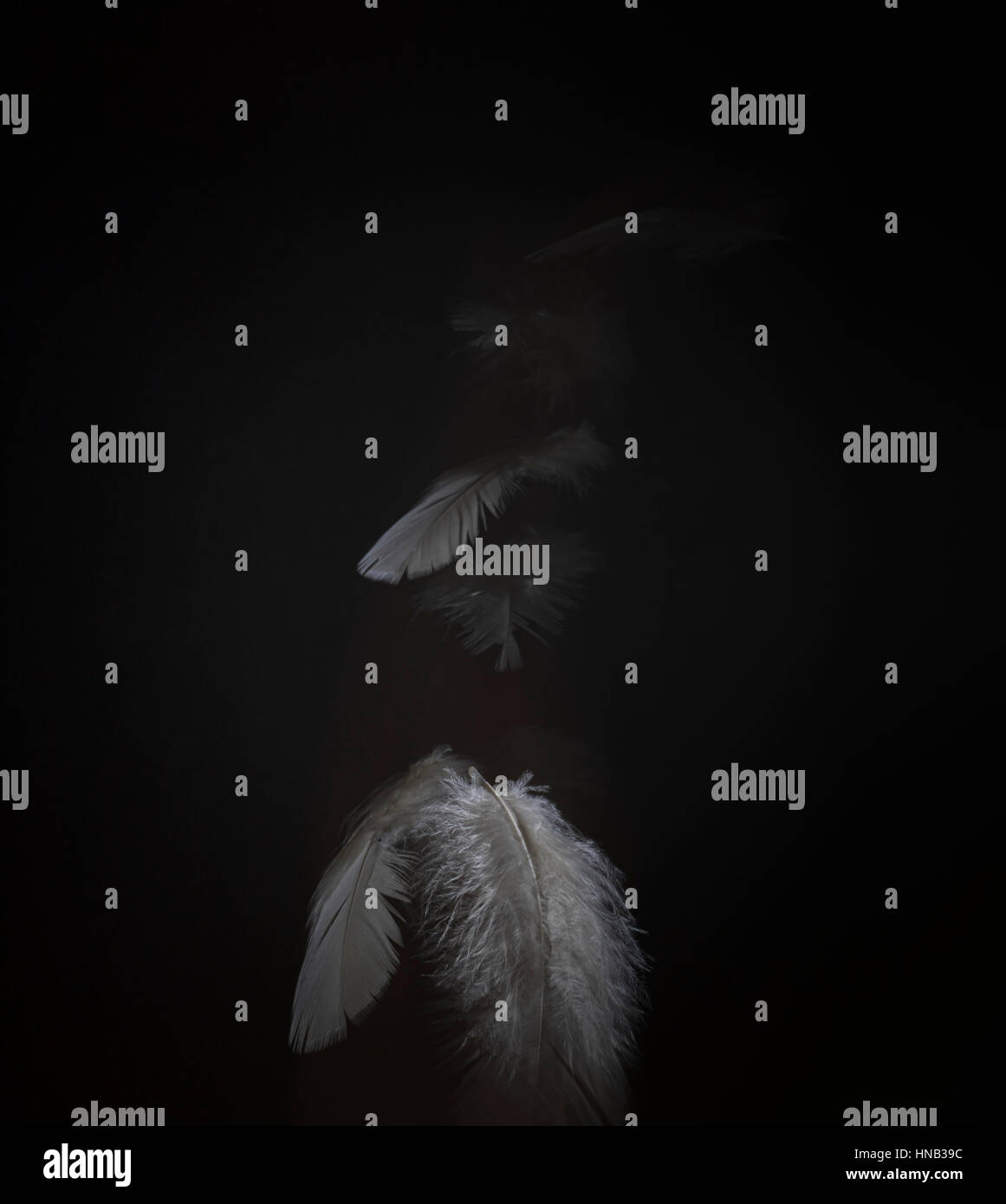 Falling feather caught in strobing flash light on black background ...