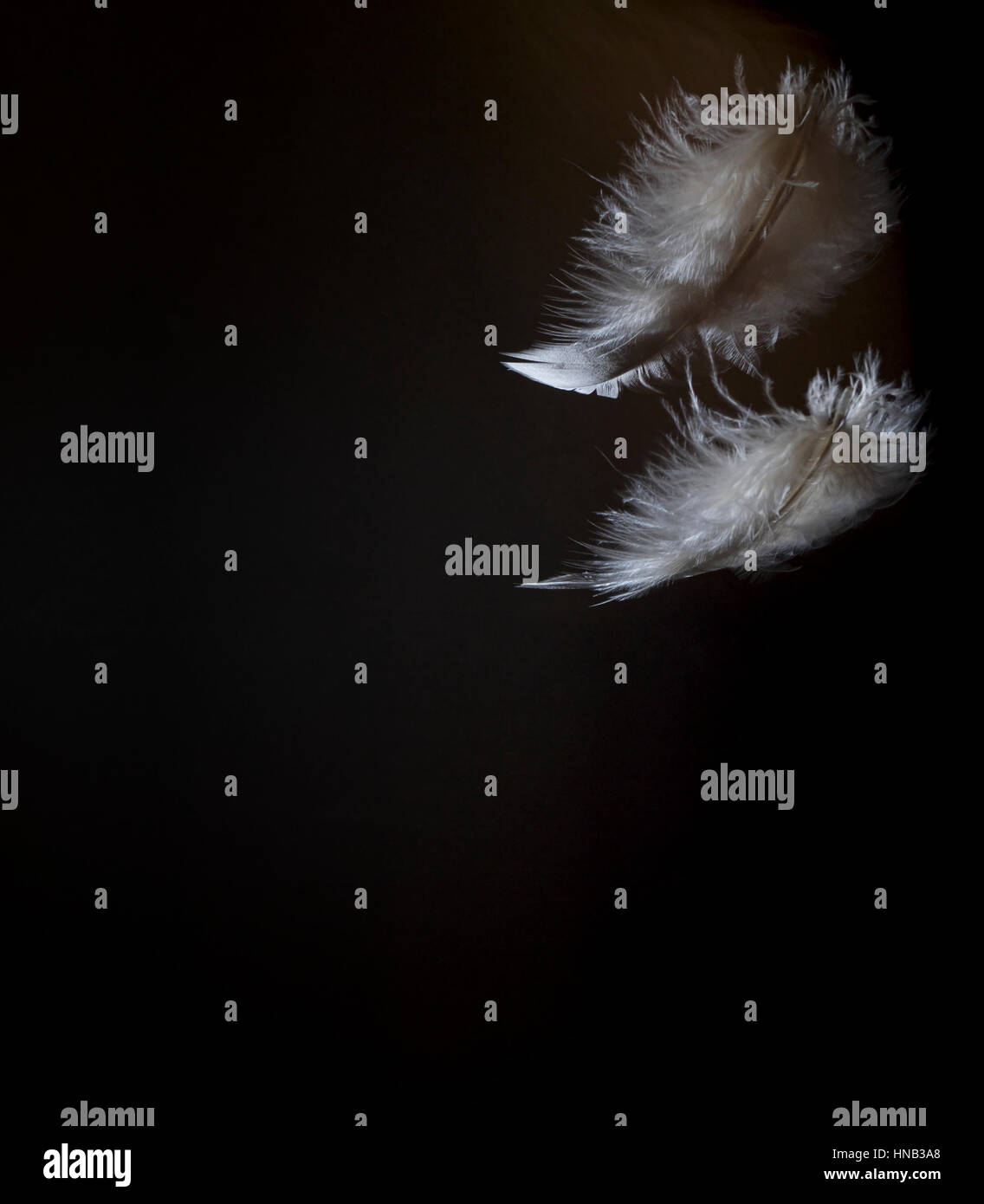 Falling feather caught in strobing flash light on black background ...