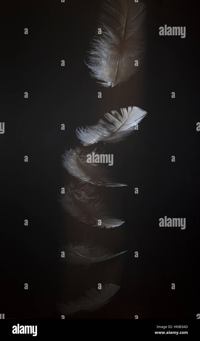 Falling Feathers Background