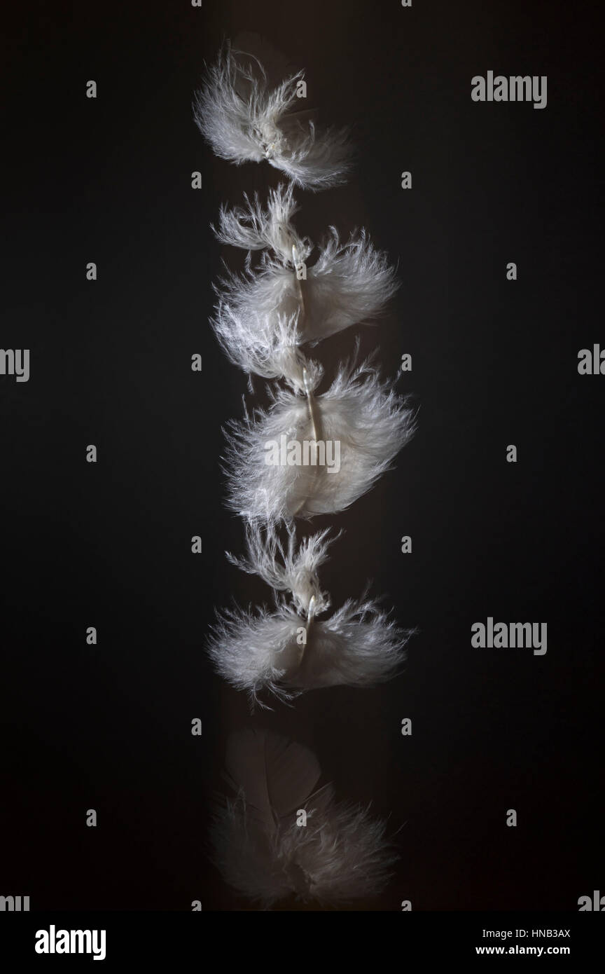 Falling feather caught in strobing flash light on black background ...