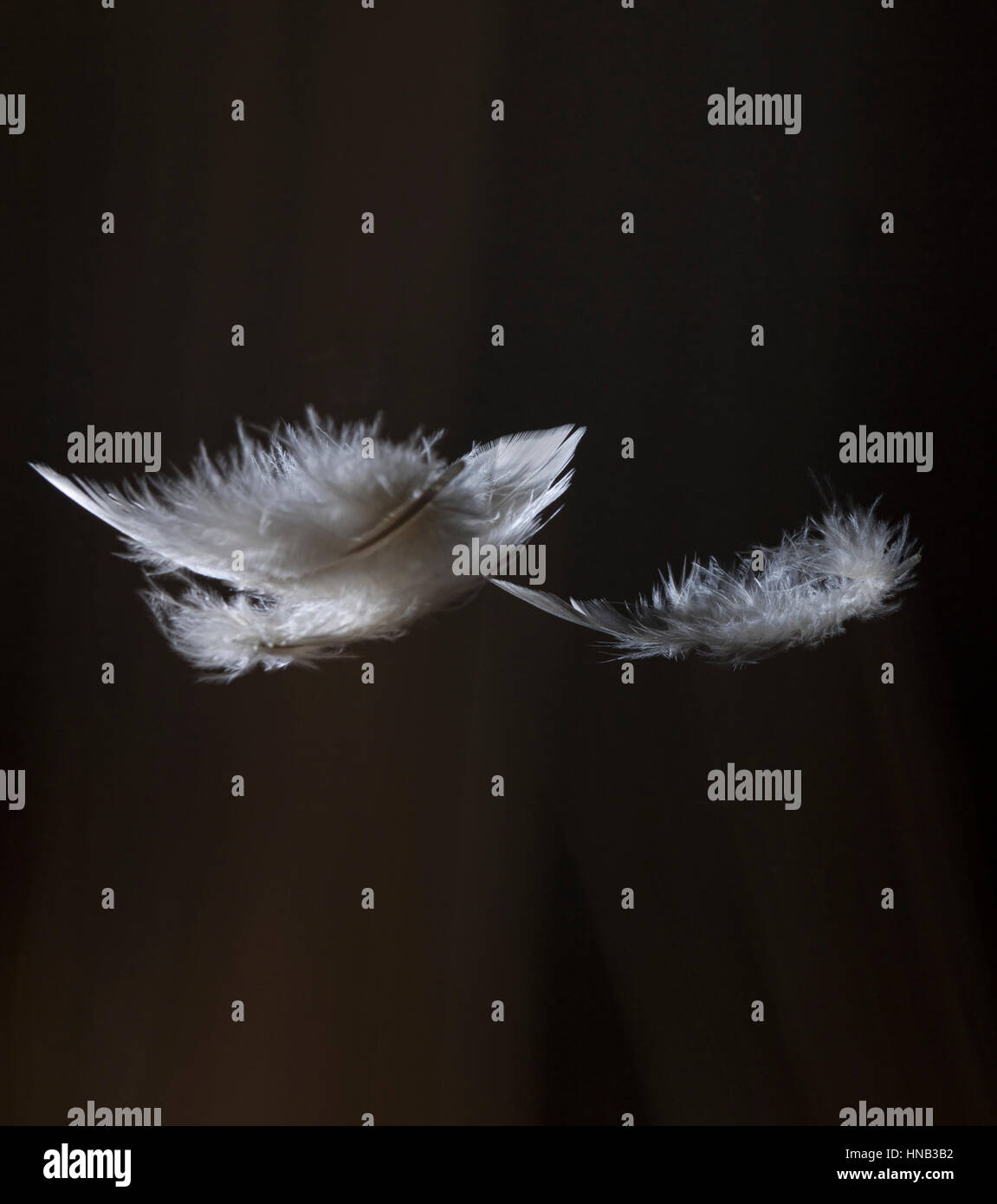 Feather falling hi-res stock photography and images - Alamy