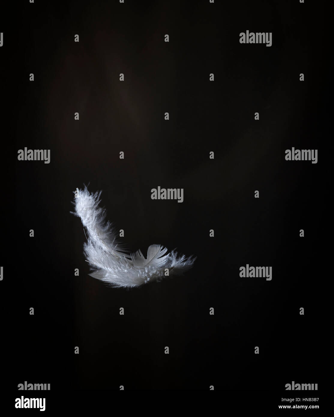 Falling feather caught in flash light on black background Stock Photo ...