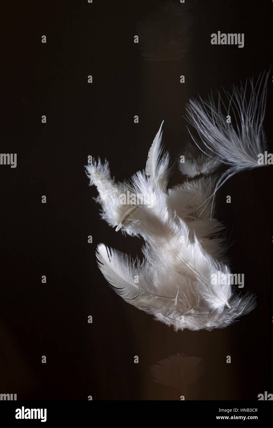 White feathers falling hi-res stock photography and images - Alamy