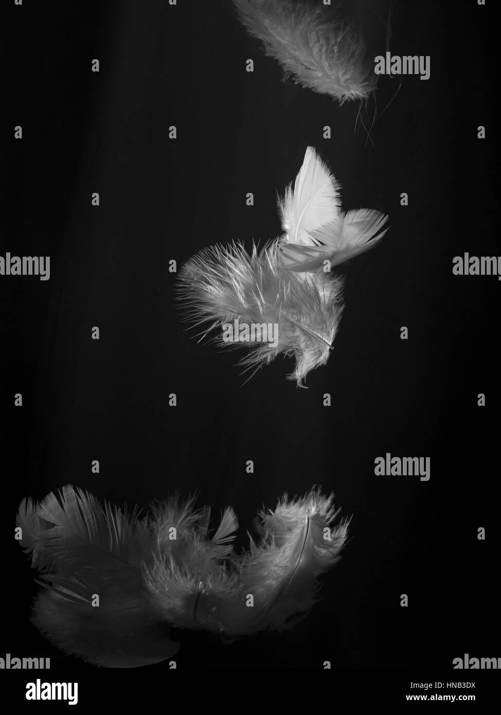 White feathers falling hi-res stock photography and images - Alamy