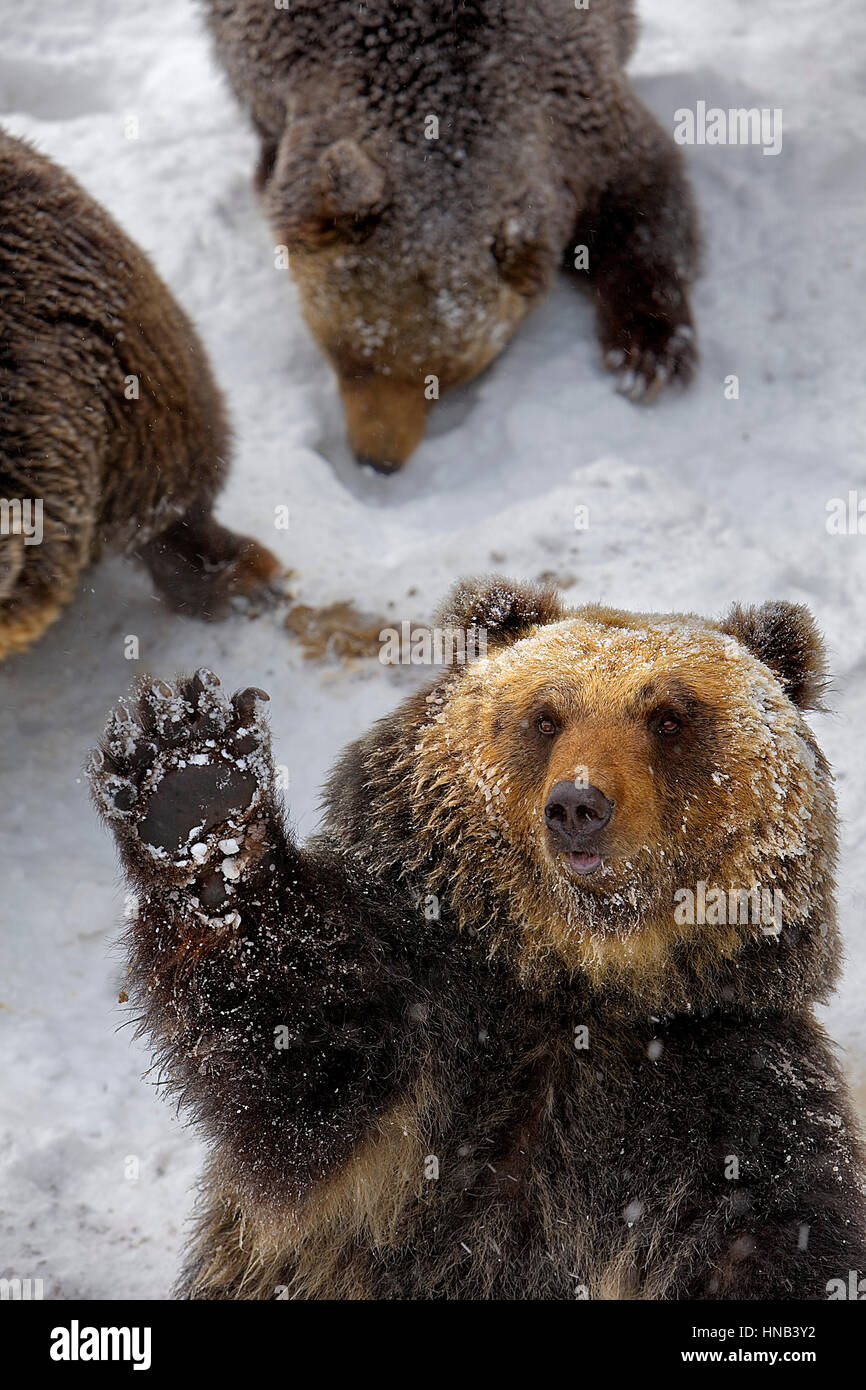 Shiretoko Stock Photos & Shiretoko Stock Images - Alamy