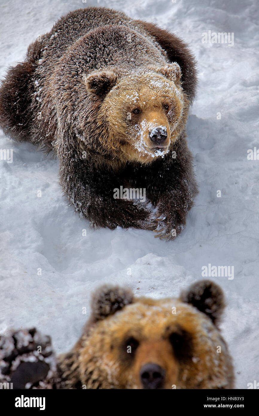 Shiretoko japan bear hi-res stock photography and images - Alamy
