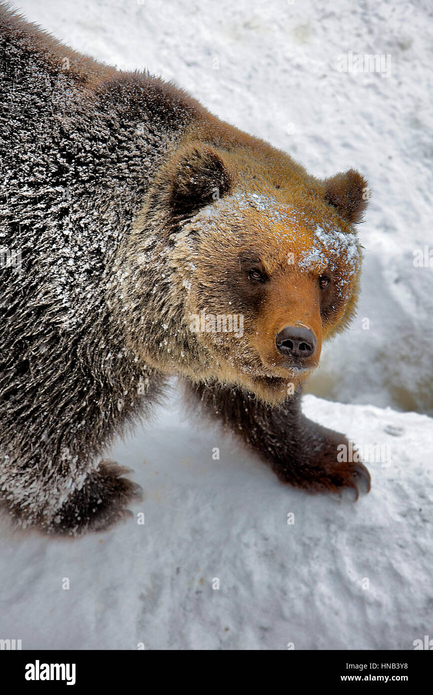 Shiretoko Stock Photos & Shiretoko Stock Images - Alamy