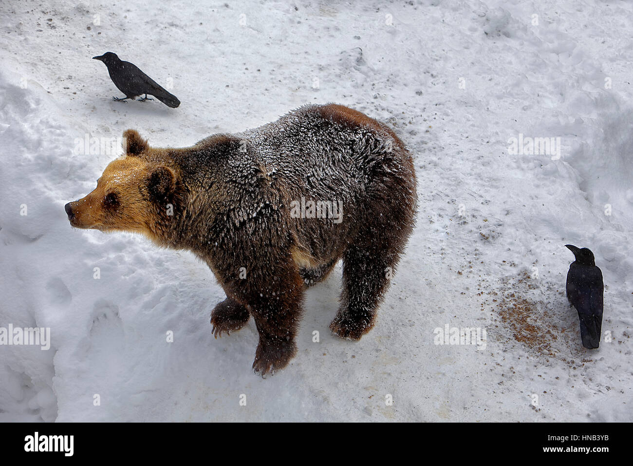 Japanese Brown Bear and crows ,Shiretoko National Park,Hokkaido,Japan ...
