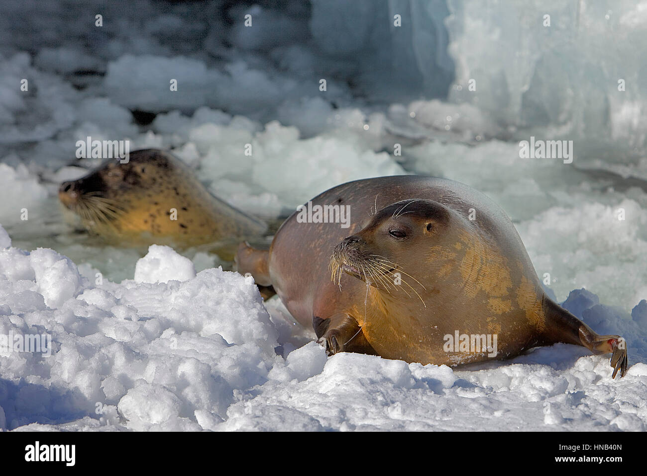 wild seal in Bakkai Port,Wakkanai, Hokkaido, Japan Stock Photo - Alamy