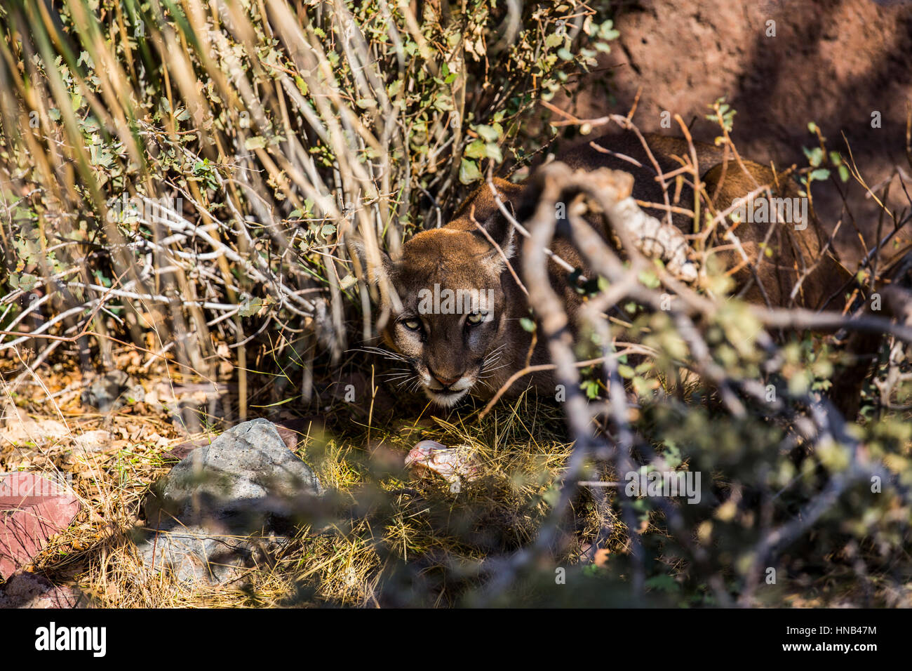 Puma stalking hi-res stock photography and images - Alamy