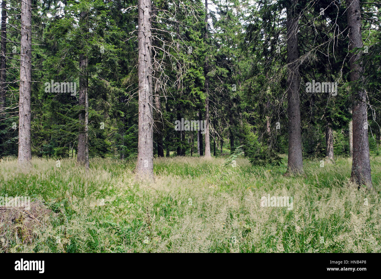 Acidophilous hi-res stock photography and images - Alamy