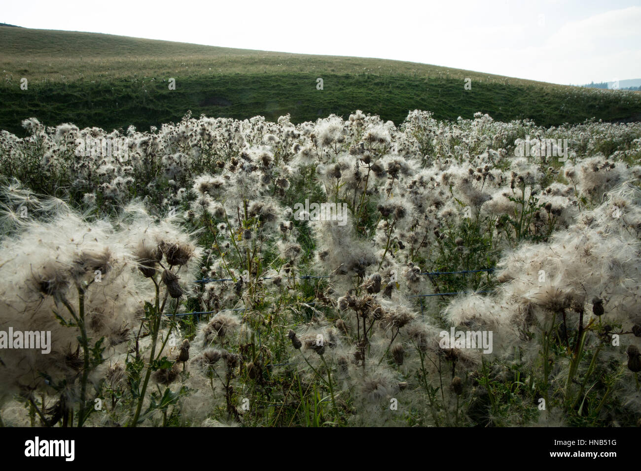 Scottish thistles hi-res stock photography and images - Alamy